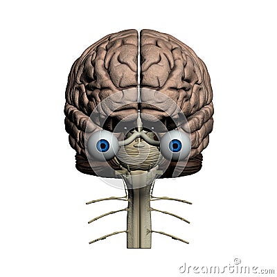 Human Brain Frontal View Royalty Free Stock Photography - Image: 30057787