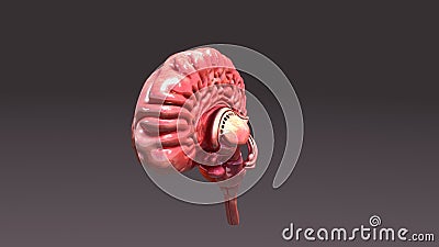 Human Brain Half Aerial View Stock Photo | CartoonDealer.com #84219231