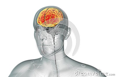 Human Brain With Highlighted Frontal Lobe, 3D Illustration Royalty-Free ...