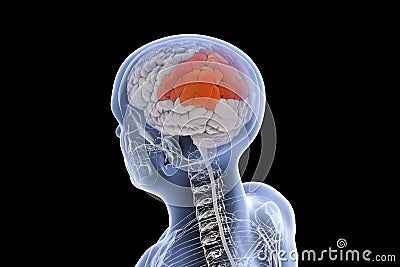 Human Brain With Highlighted Parietal Lobe Stock Illustration ...