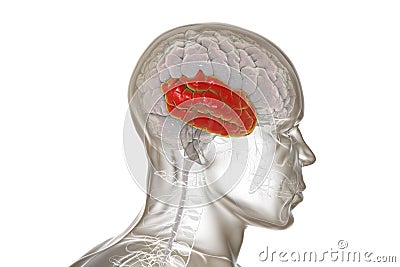 Human Brain With Highlighted Temporal Lobe Stock Illustration ...