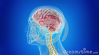 The human brain and nerves stock video. Video of cerebrum - 140266753