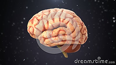 The Human Brain Revolves Around on a Black Background with Particles ...