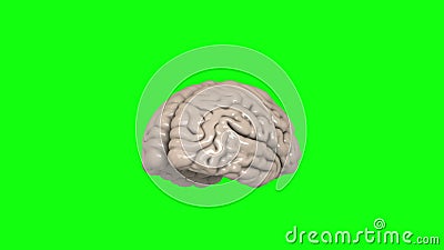 Human Brain Rotate. Green Screen Footage. Stock Video - Video of blue ...
