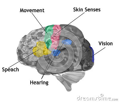 Human Brain With Sensory And Motor Functions Labeled Royalty-Free Stock ...