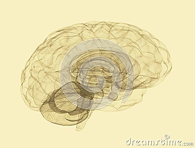 Human Brain Stock Illustration - Image: 43999332