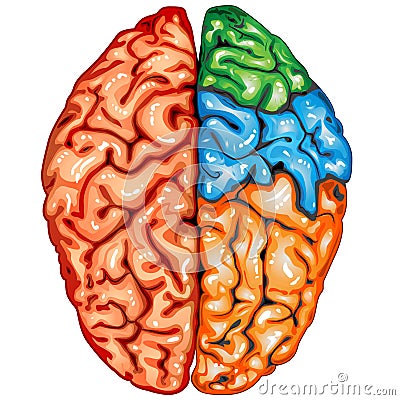 Human Brain Top View Royalty Free Stock Photo - Image: 21527675