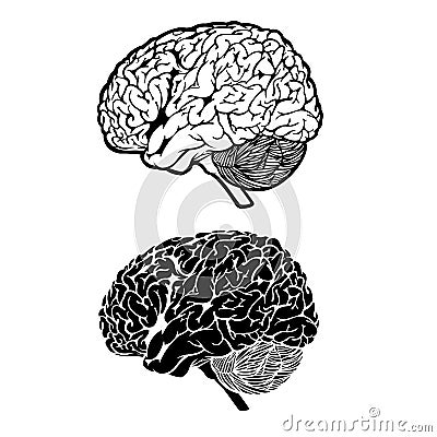 Human Brain Black And White Anatomy Cartoon Vector Graphic Illustration ...