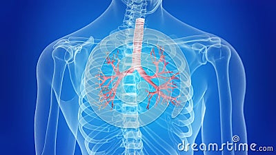 The human bronchi stock footage. Video of science, anatomy - 140264844