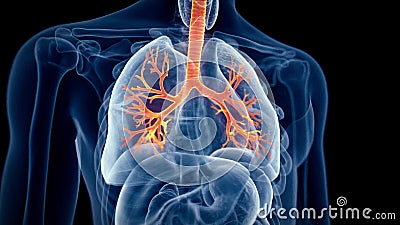 The human bronchi stock video. Video of medical, healthy - 69599317