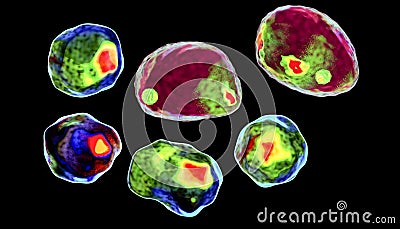 Human Cell, Colored In Imaging Flow Cytometry Style Royalty-Free ...
