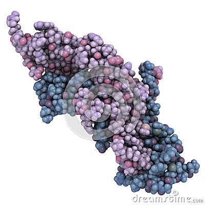 Human Chorionic Gonadotropin (HCG) Molecule Royalty Free Stock Image ...