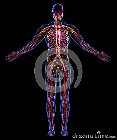 Human Circulatory And Lymphatic Systems Stock Image - Image: 36789021