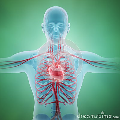Human Circulatory System Royalty Free Stock Images - Image: 24955449