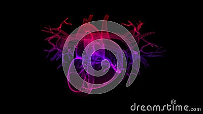 Human Circulatory System Heart Beat Anatomy Animation Concept.Motion ...