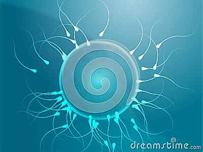 Human Egg Cell Fertilization Stock Image - Image: 6485591