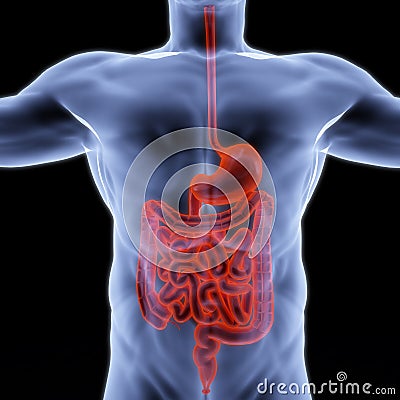 Human Entrails Stock Photo | CartoonDealer.com #12456078