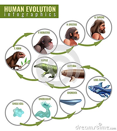 Human Evolution Infographics Cartoon Vector | CartoonDealer.com #212111025