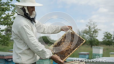 Human Examine a Hive of Bees Stock Footage - Video of bees, organic ...