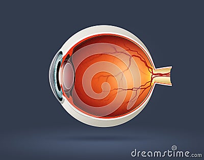 Human Eye Cross Section Royalty-Free Illustration | CartoonDealer.com ...
