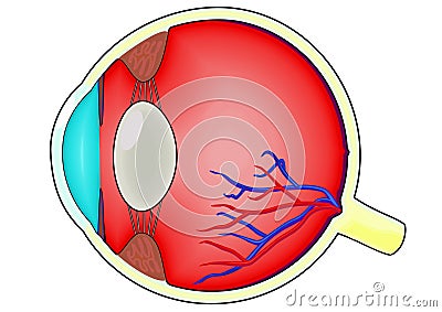 Human Eye Diagram Cartoon Vector | CartoonDealer.com #7695507
