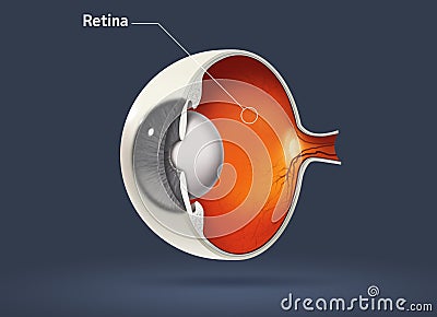 Human Eye - Retina Stock Illustration | CartoonDealer.com #5501134