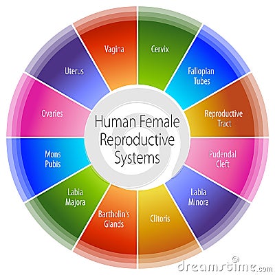 Human Female Reproductive Systems Chart Cartoon Vector | CartoonDealer ...