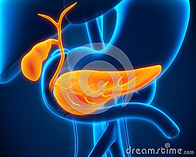 Human Gallbladder And Pancreas Anatomy Stock Photo | CartoonDealer.com ...