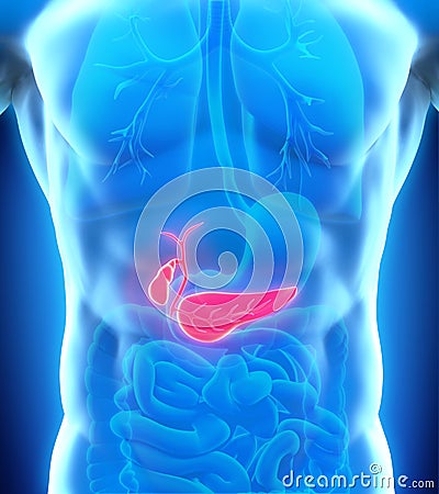 Human Gallbladder and Pancreas Anatomy Stock Illustration ...