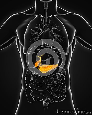 Human Gallbladder And Pancreas Anatomy Royalty-Free Stock Image ...