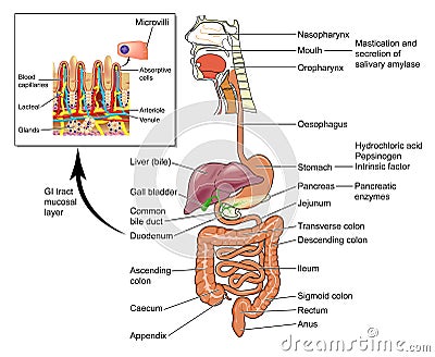 Human Digestive System Anatomical Vector Illustration Diagram with ...