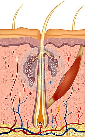 Human Hair Structure Anatomy Illustration. Vector Royalty Free Stock ...