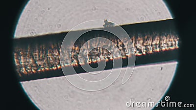 Human Hair Under a Microscope Stock Video - Video of research, sample ...