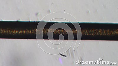 Human Hair Under a Microscope Stock Video - Video of macro, creatine ...