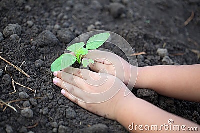 Human Hand Plant Small Tree. Little Boy Hands Holding Young Tree Stock ...