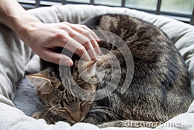 Human Hand Stroking A Cute Sleeping Tabby Cat Stock Photo ...