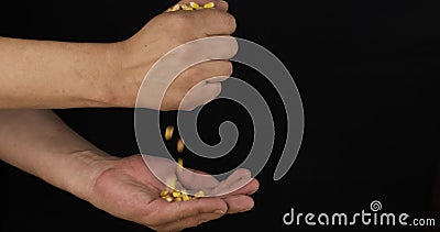 Human Hands Holding and Pouring Heap of Corn Seed in the Palm. Stock ...
