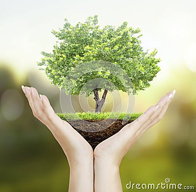 Human Hands Holding Tree Stock Photography | CartoonDealer.com #67076930