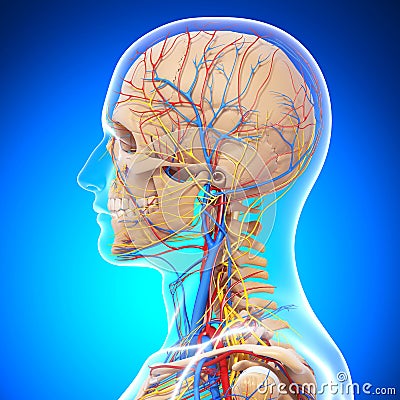 Human Head Skeleton In Blue Side View Stock Image - Image: 26309101