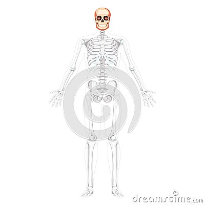 Human Head Skull Skeleton Front View With Open Hands Partly Transparent ...