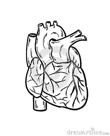 Human Heart Cartoon Vector | CartoonDealer.com #39605103