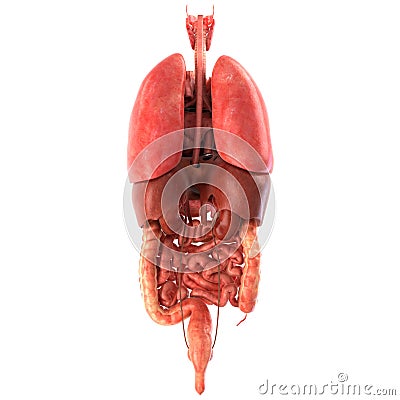 Human Internal Organs Anatomically Accurate Render Stock Illustration ...
