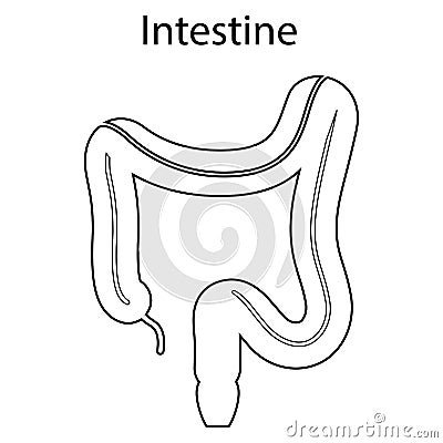 Human Internal Organs: Large Intestine And Appendix. Line Illustration ...