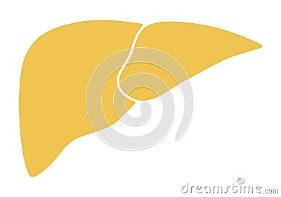 Human Internal Organs: Liver. Flat Design Stock Photo | CartoonDealer ...