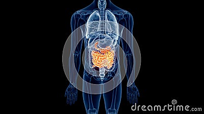 The human small intestine stock video. Video of biology - 140265161