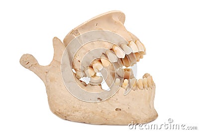 Human Jaw Royalty Free Stock Images - Image: 25260569