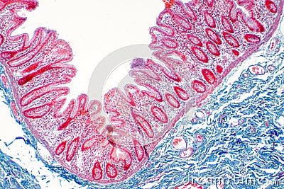 Human Large Intestine Tissue Under Microscope View Royalty-Free Stock ...