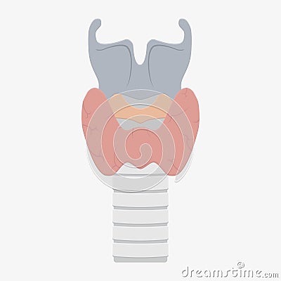 Human Larynx Anatomy Royalty-Free Cartoon | CartoonDealer.com #89395199