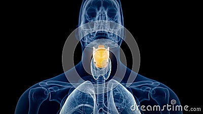The human larynx stock video. Video of chest, highlight - 69566959