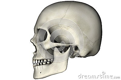 Human Lateral Skull Royalty Free Stock Photo - Image: 3732935